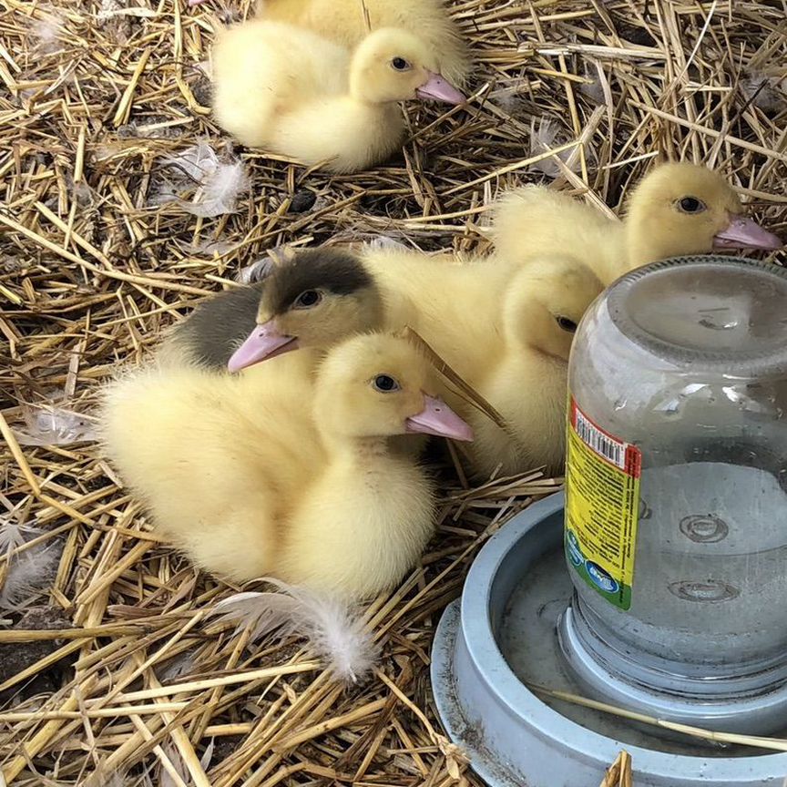 Индоутята суточные