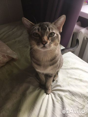 Сингапурский кот