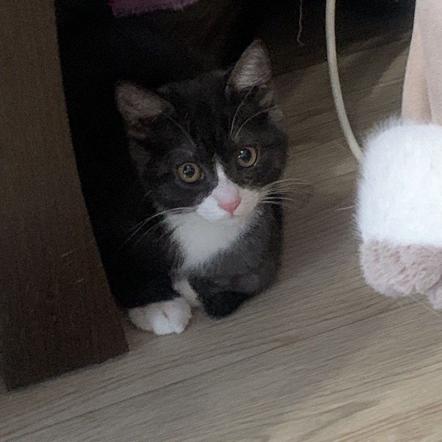 Котёнок в добрые руки