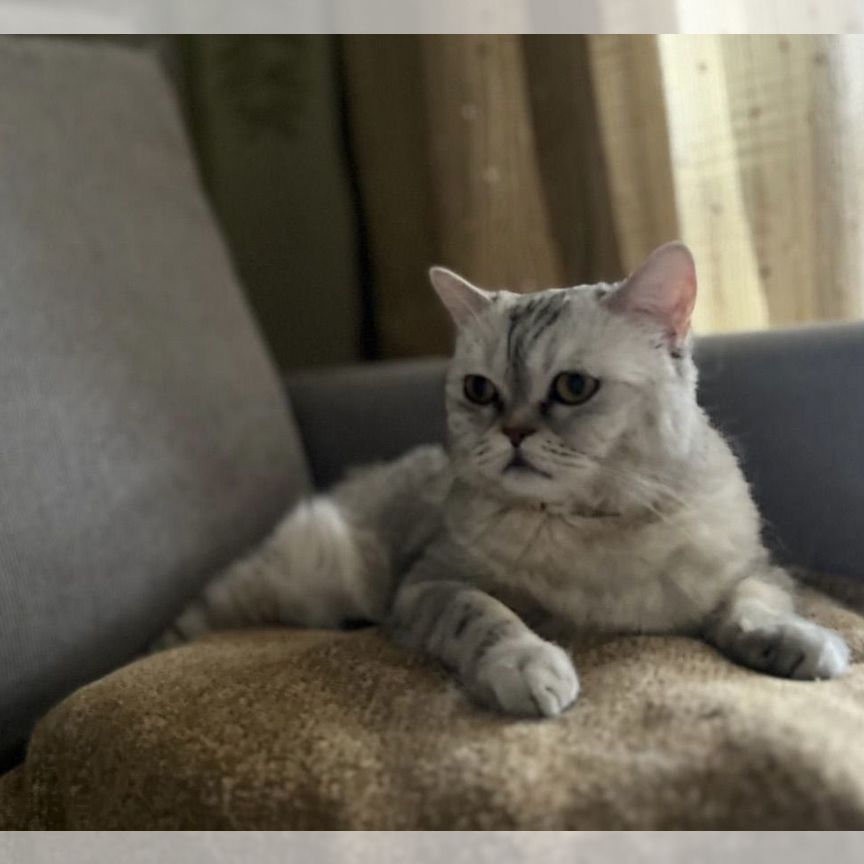 Шотландской вислоухая кошка