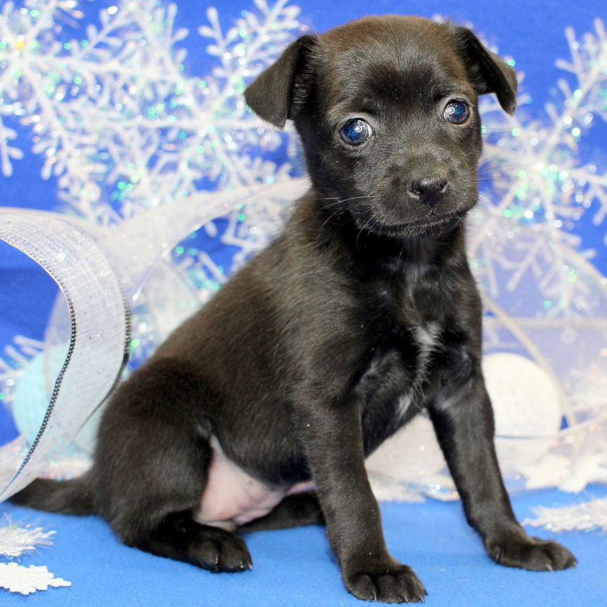 Цвергпинчер, щенок