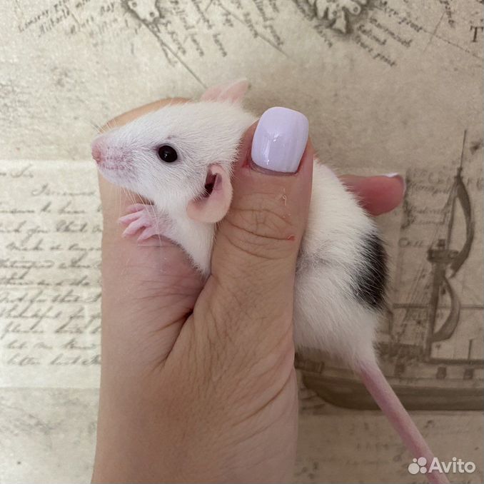 Ручные крысята Дамбо.Доставка