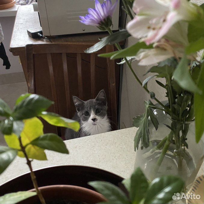 Красивый любопытный котенок ищет дом