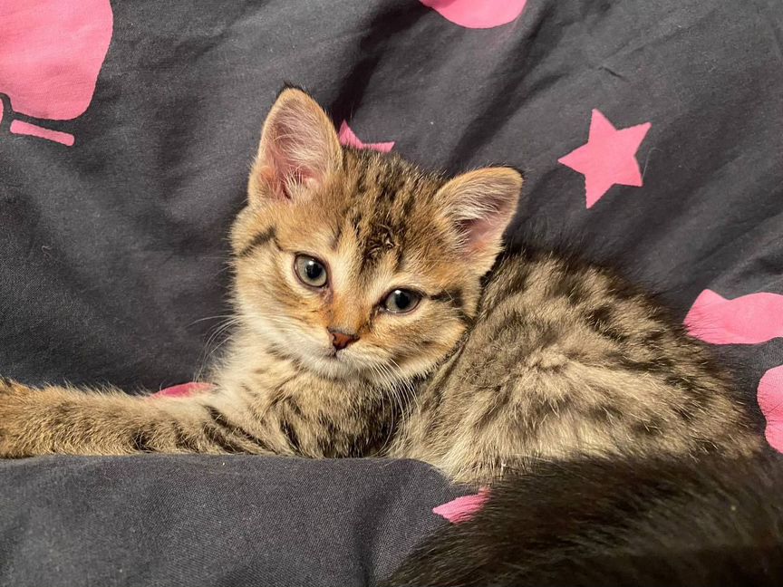 Отдам котят помесь британки с бобтейлом