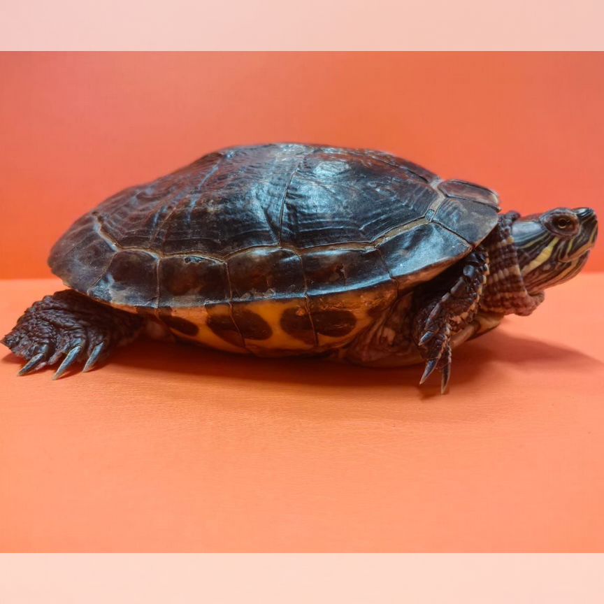 Красноухая черепаха