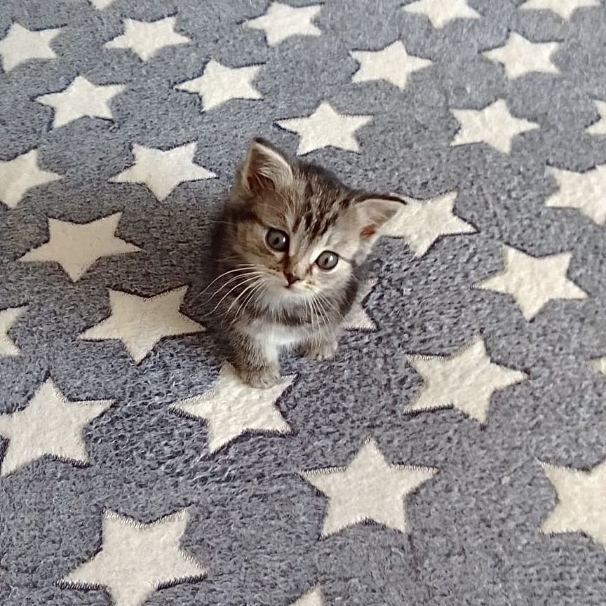 Котёнок