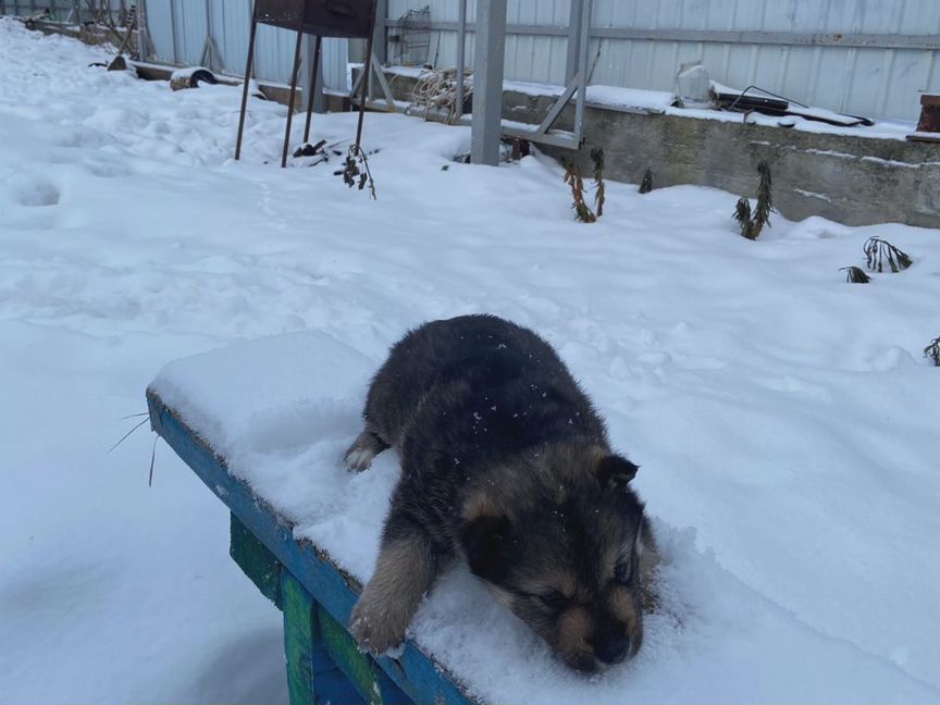 Кутята в добрые руки