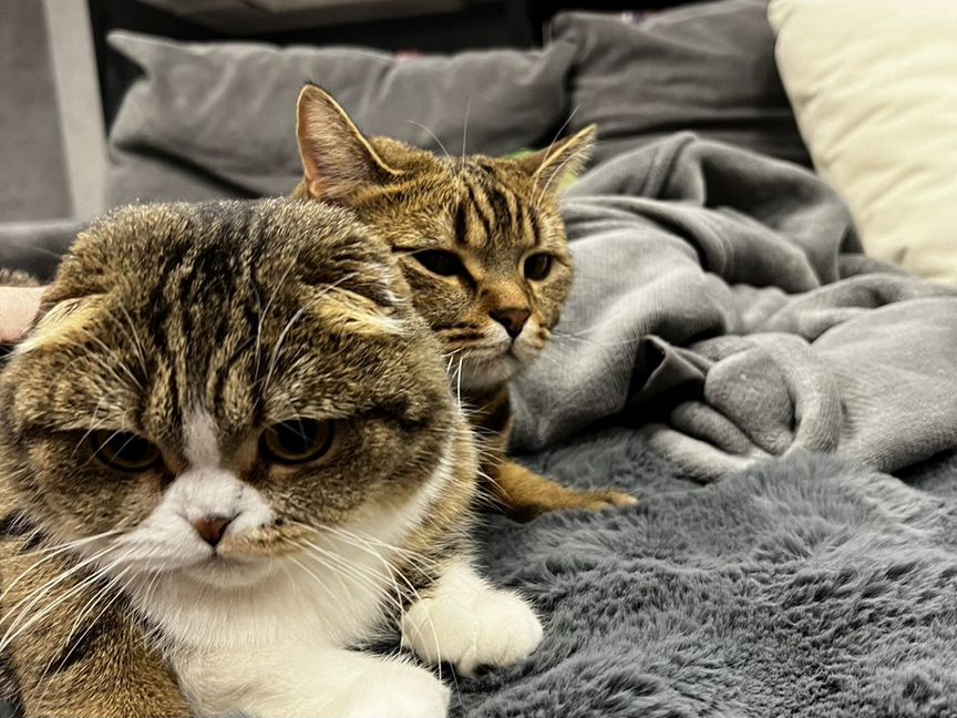 Кот в добрые руки