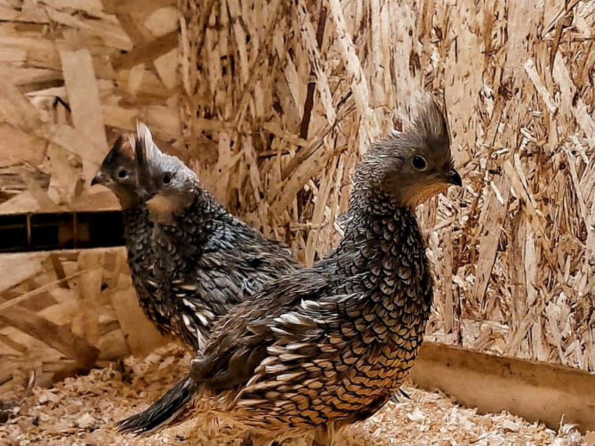 Чешуйчатые куропатки