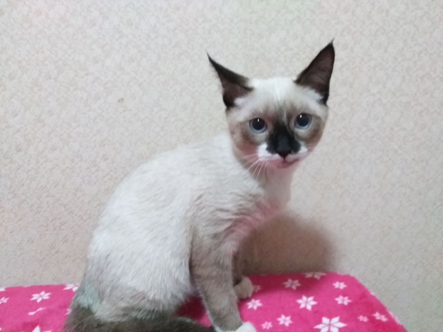 Котенок,3 месяца,мальчик,ищет доброго хозяина