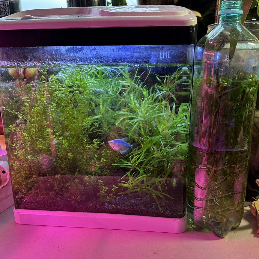 Растения для аквариума