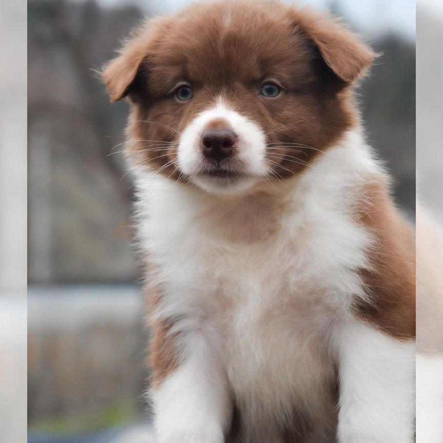 Австралийская овчарка, щенок