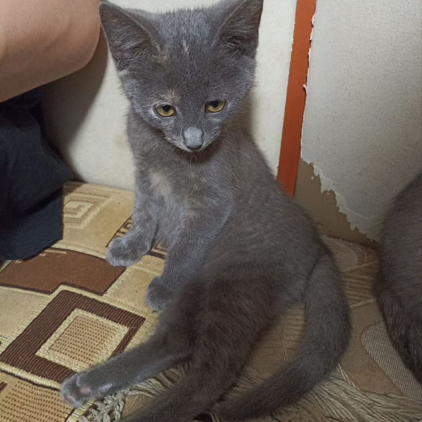 Леди кошка