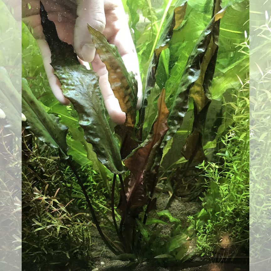 Продам криптокорину