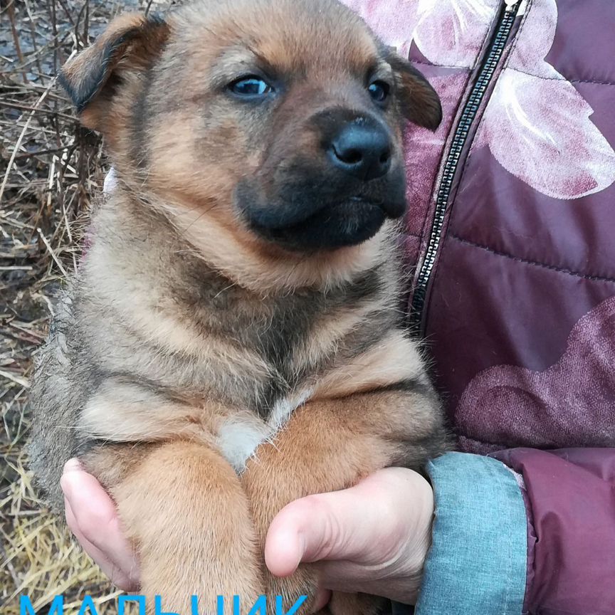 Щенки 2 месяца в добрые руки