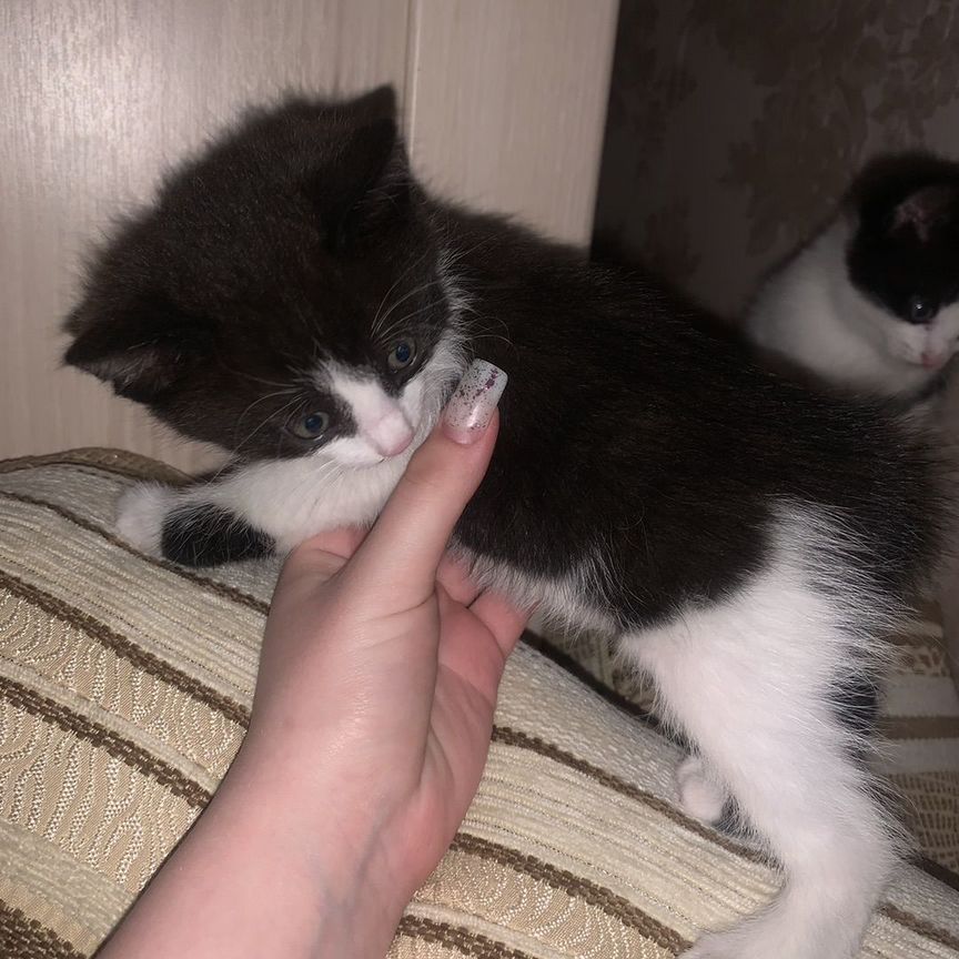 Котята в добрые руки бесплатно мальчик 2