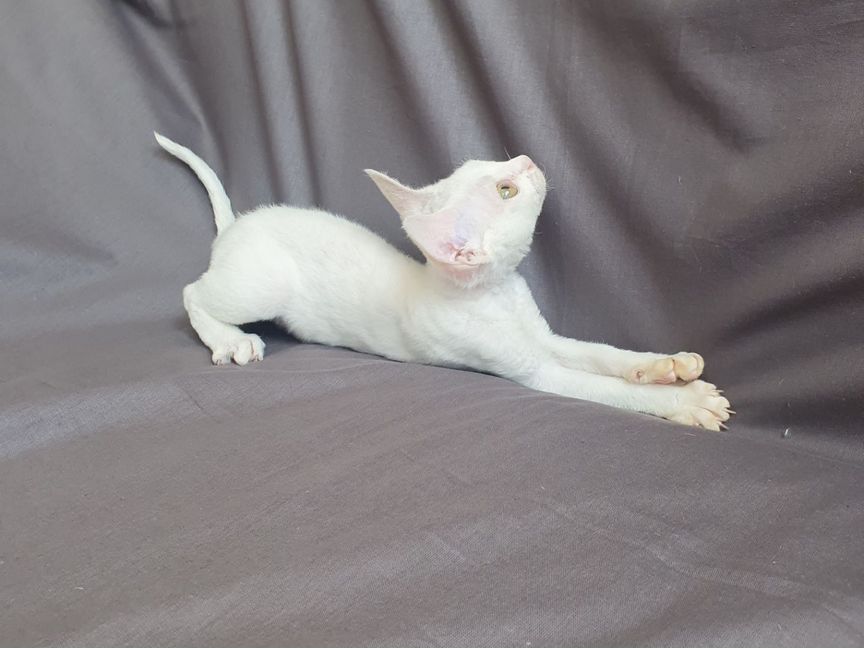 Котенок в дар