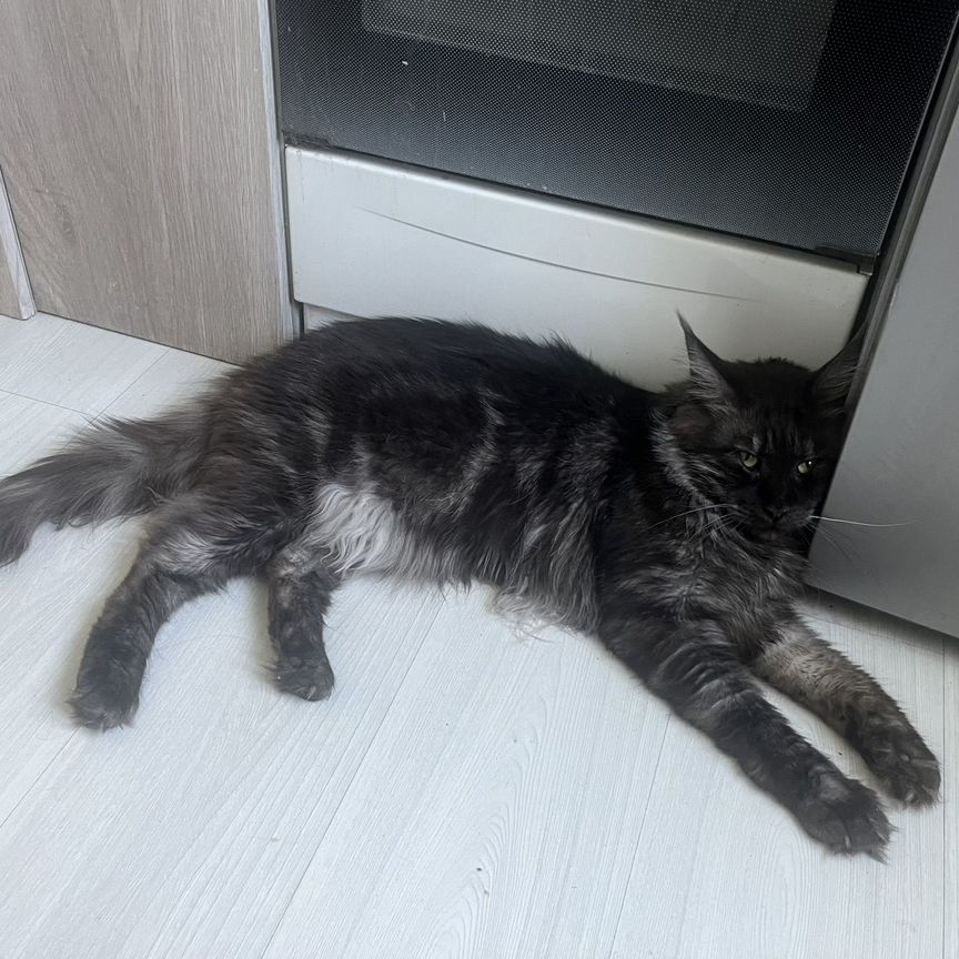 Мейн-кун, взрослый кот