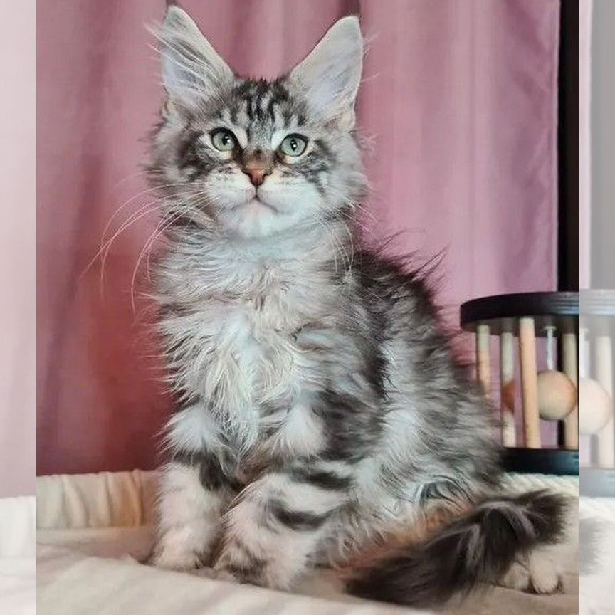Мейн-кун котик