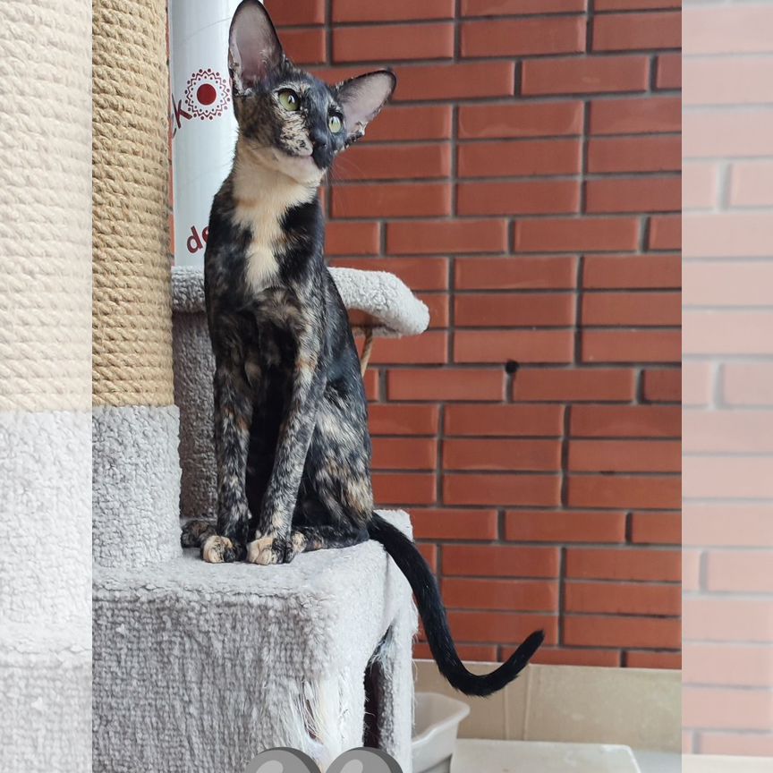 Ориентальный котёнок