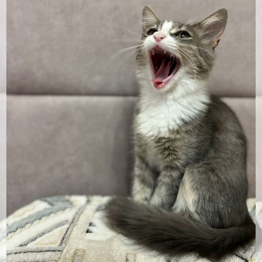 Которебенок