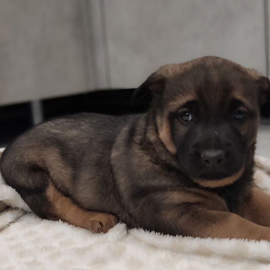 Отдам щенка в добрые руки