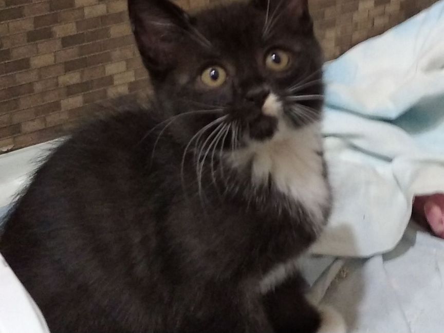 Котёнок в добрые руки