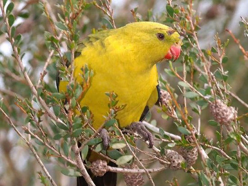 Горный попугай