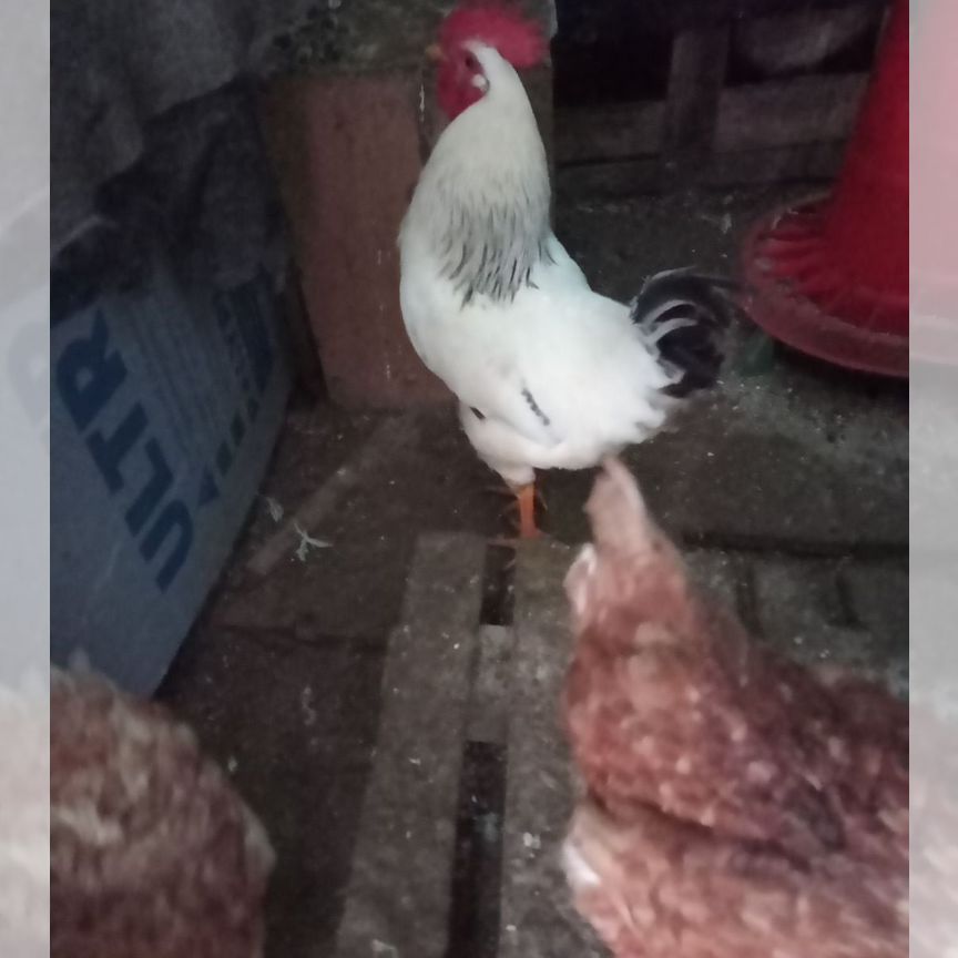 Петух домашний