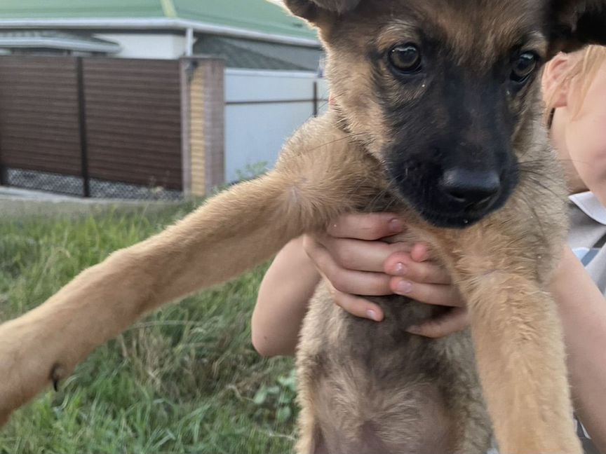 Бельгийская овчарка,или дворняжка