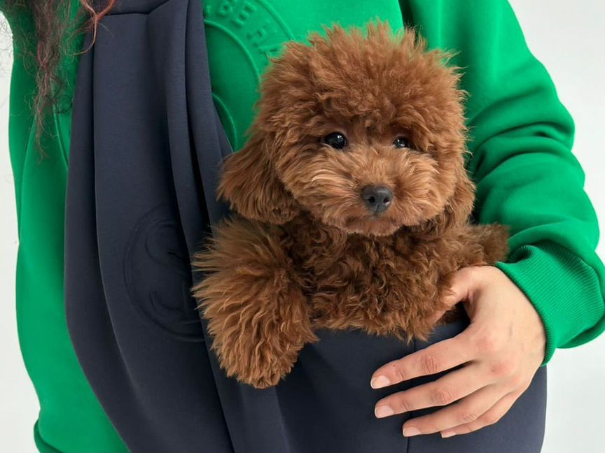 Сумка слинг Sweet Dog