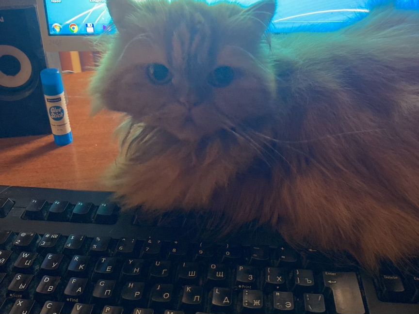 Персидская кошка рыжая