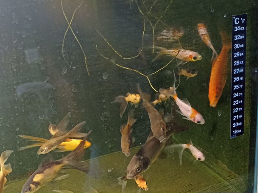 Рыбки в пруд. Кометы, шубункин, цветной карась