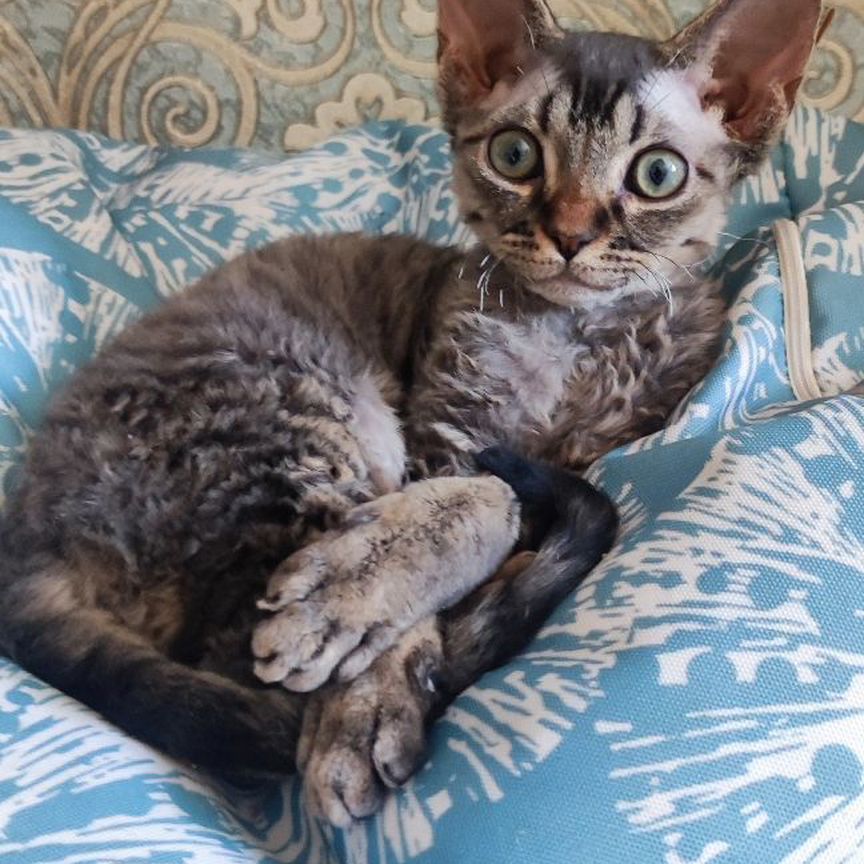 Кошки