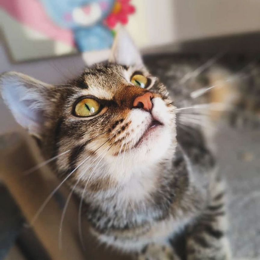 Красавчик котенок ищет дом