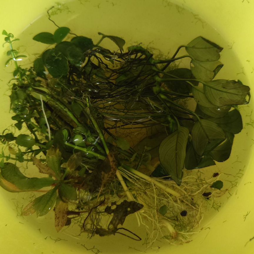 Аквариумное растение, рыбки, креветки