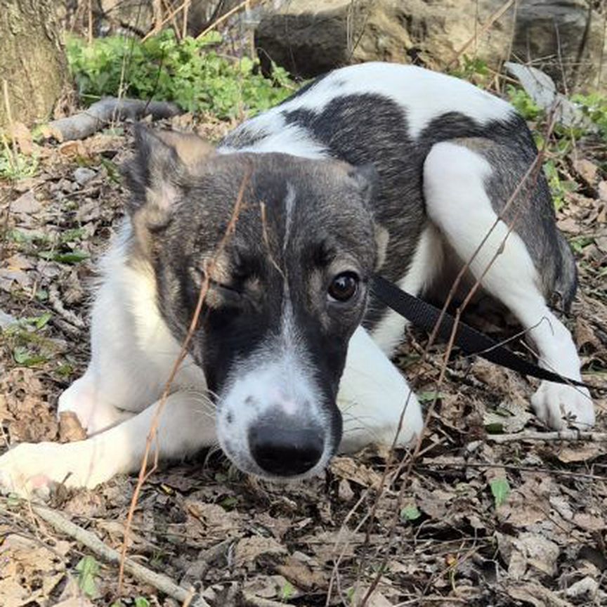 Щенок в добрые руки