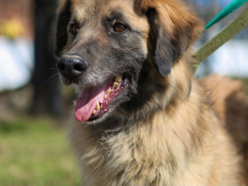 Обаятельный пёс Тайсон в поиске любящей семьи