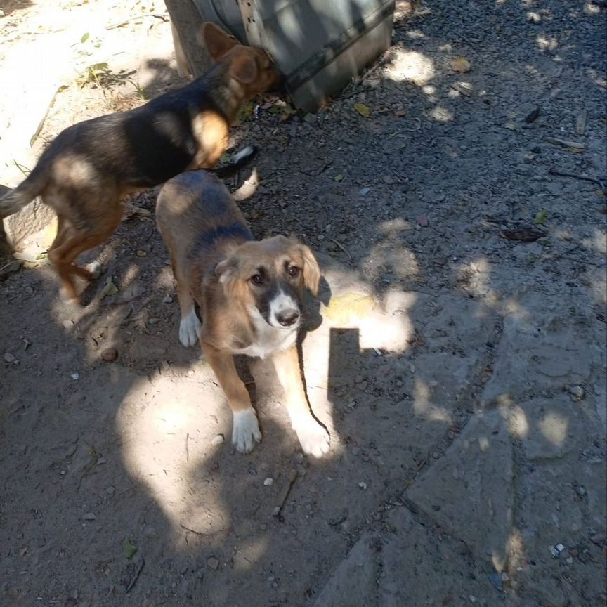 Верные друзья