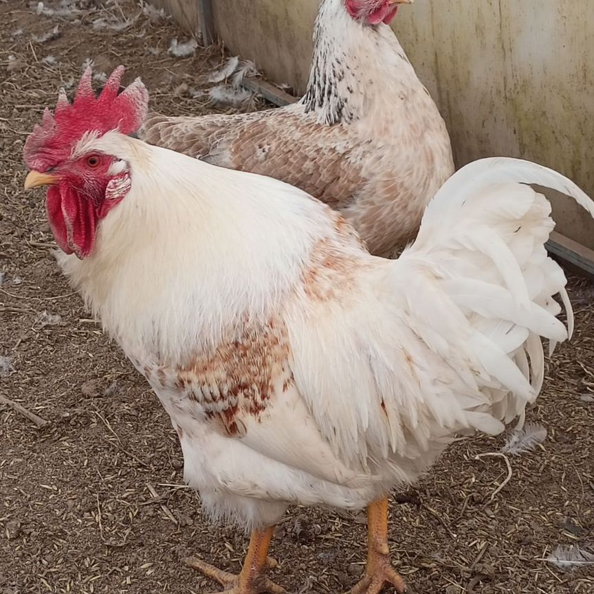 Молодые петухи