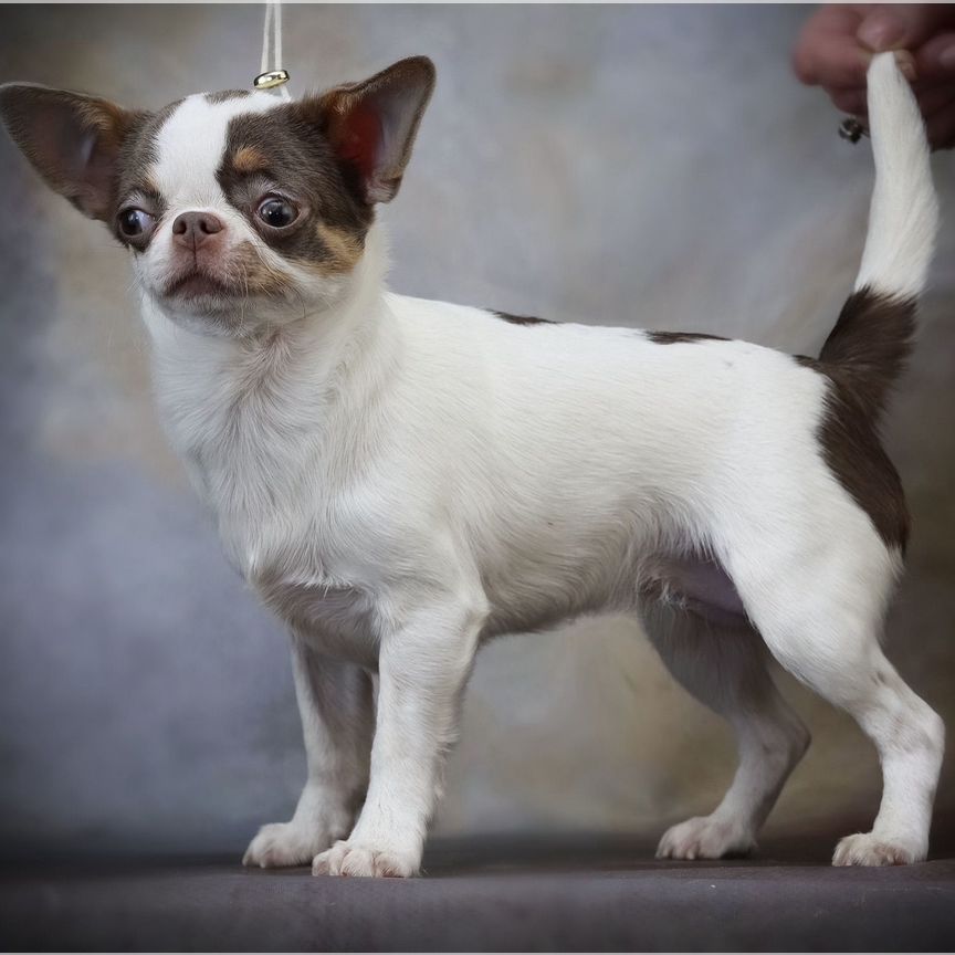 Чихуахуа, щенок