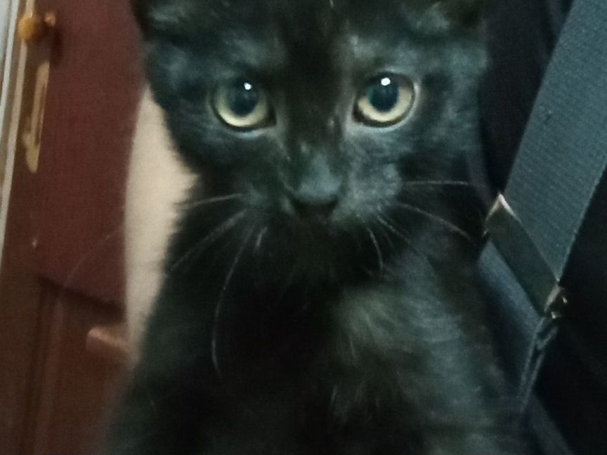 Чёрный котёнок в добрые руки