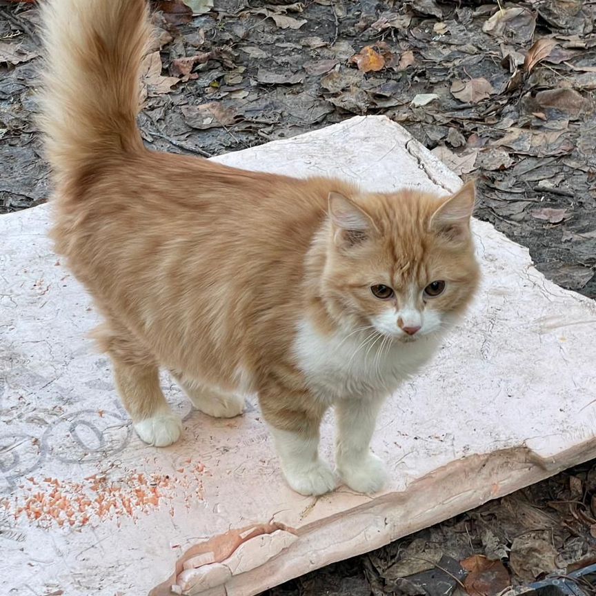 Рыжик-котенок счастья