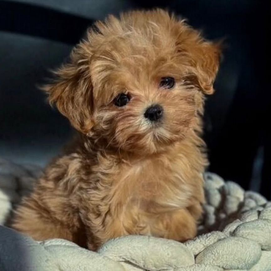 Мальтипу, щенок