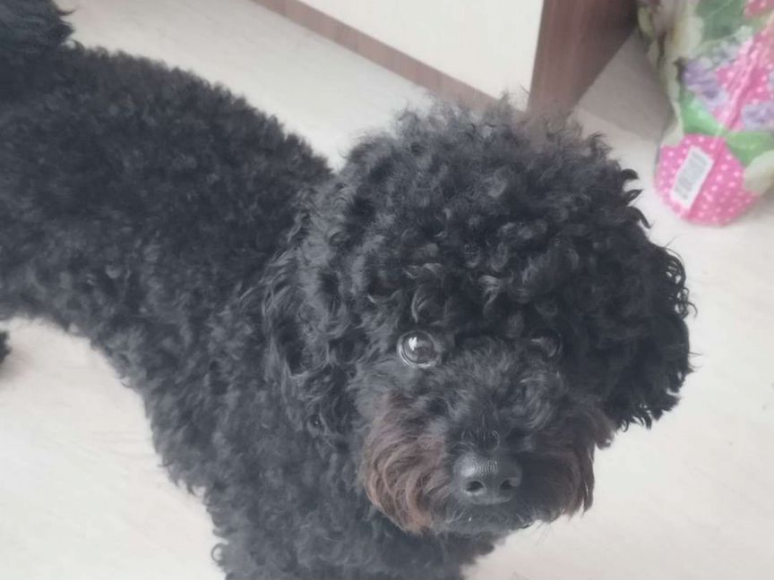 Пудель вязка