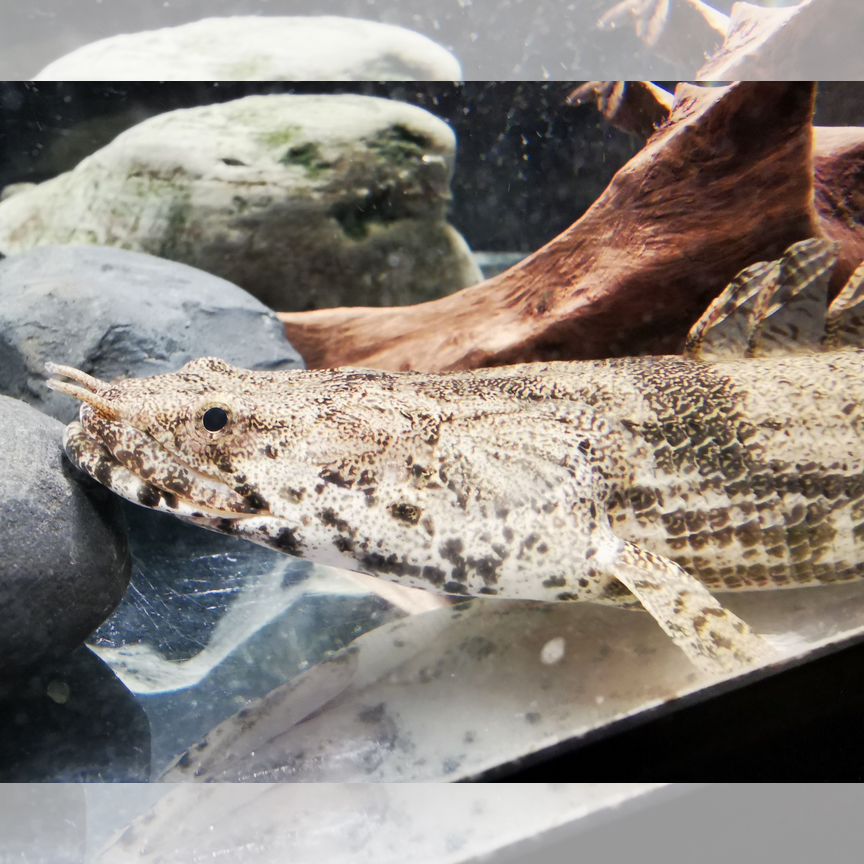 Полиптерус Эндлихера