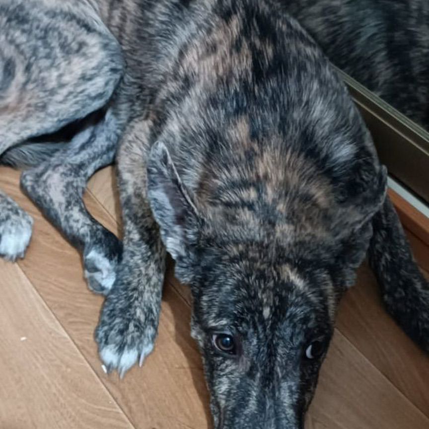 Найдена собака