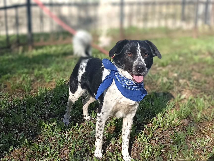 Маленький песик попал в беду