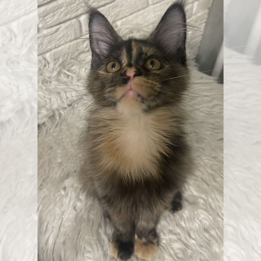 Мейн-кун котёнок