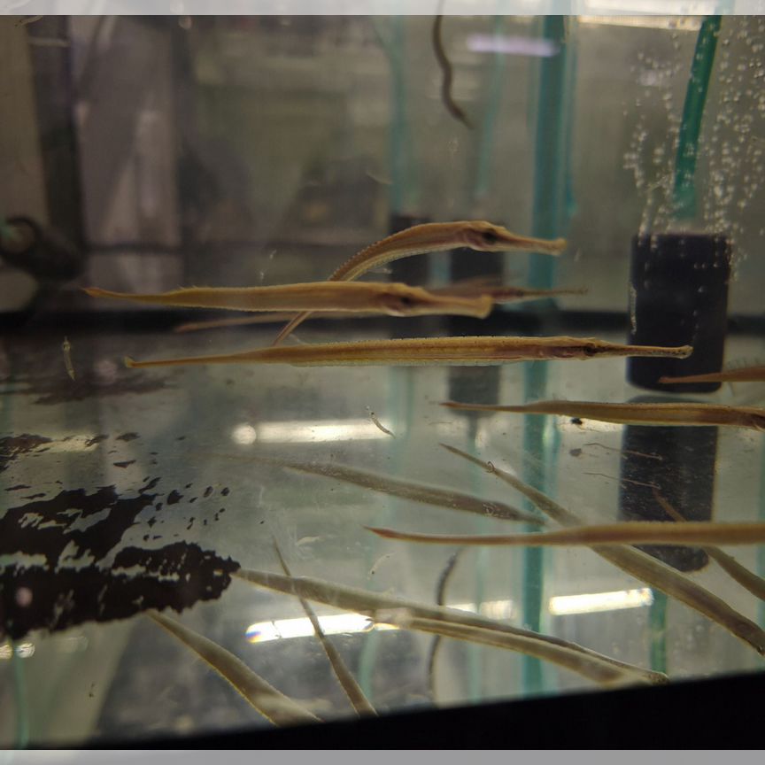 Рыба игла Мартенси